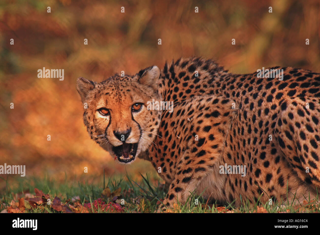 Adult cheetah portrait Stock Photo - Alamy