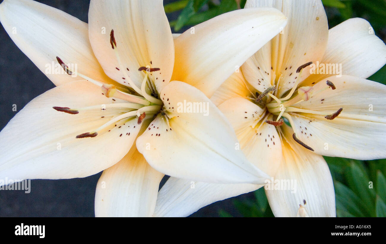 Two lilies hi-res stock photography and images - Alamy