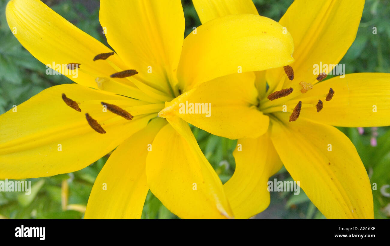 Two yellow Lilies Lilium Stock Photo - Alamy