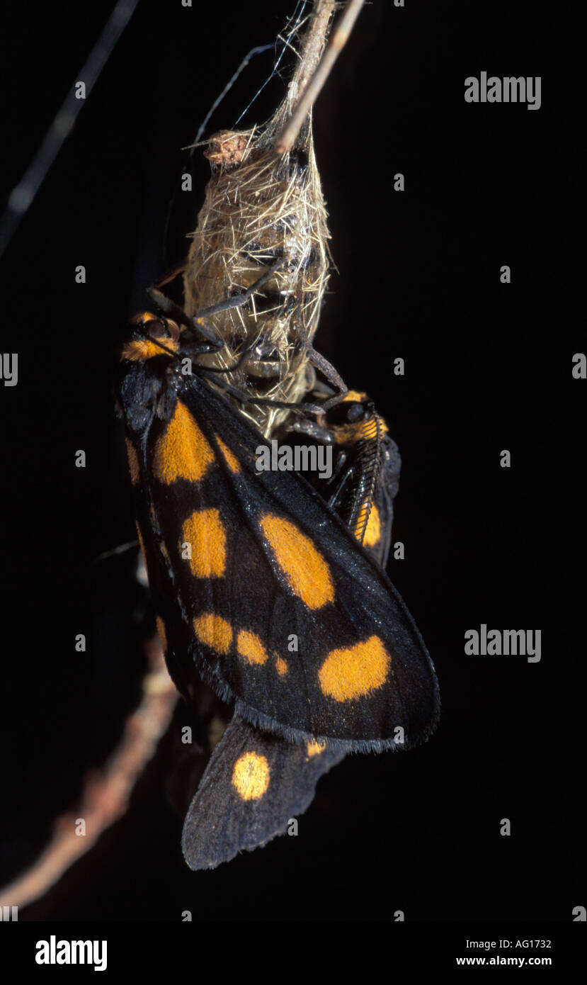 Moths of south east asia hi-res stock photography and images - Alamy