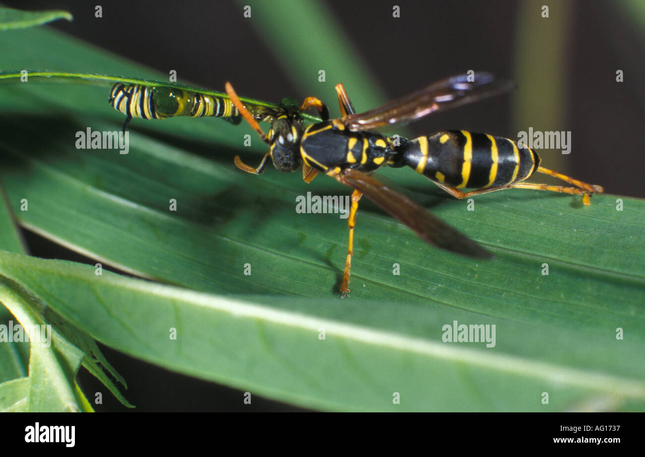 Wasp feeding on caterpillar Stock Photo - Alamy