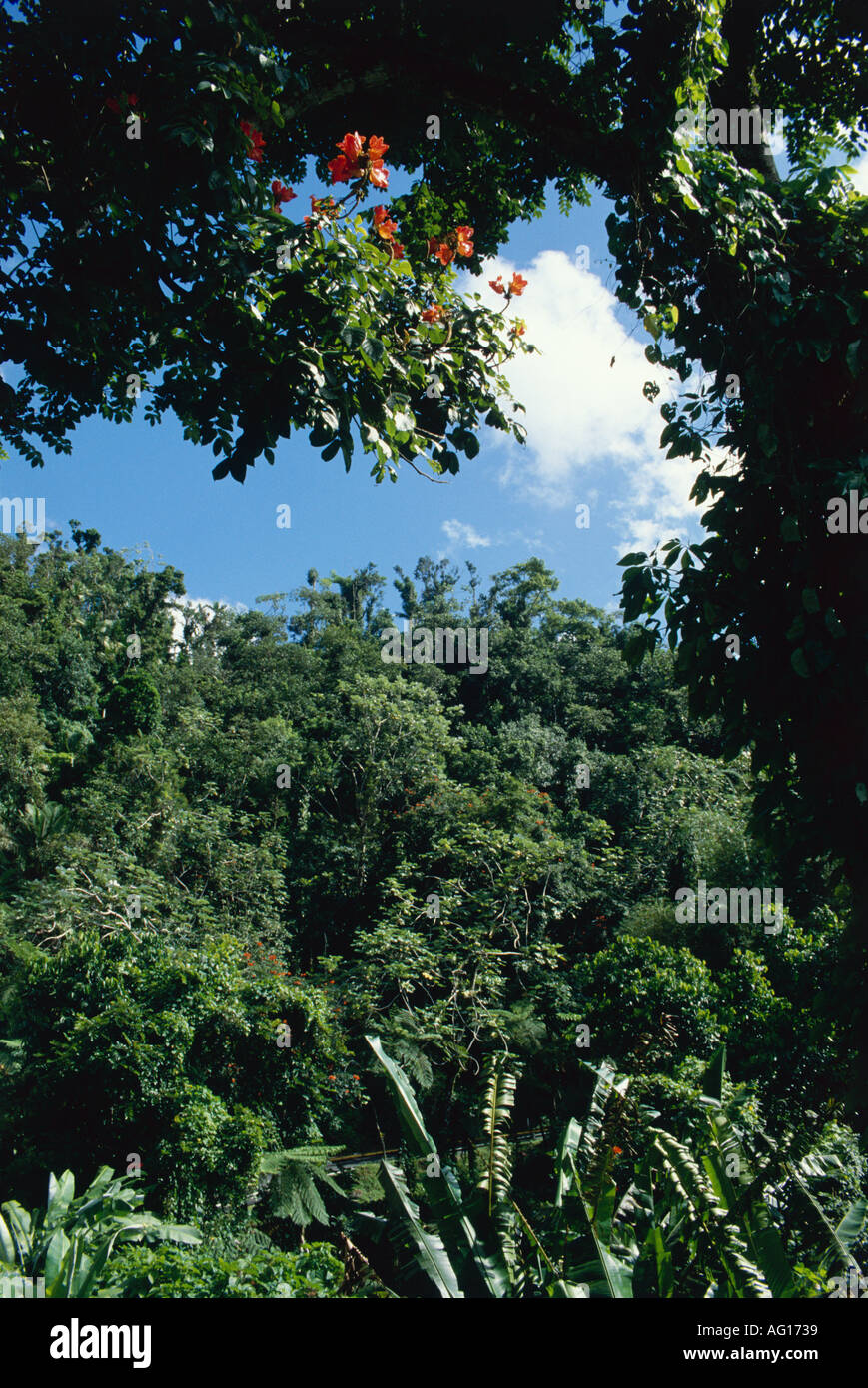 El Yunque in the Rain Forest Stock Photo - Alamy