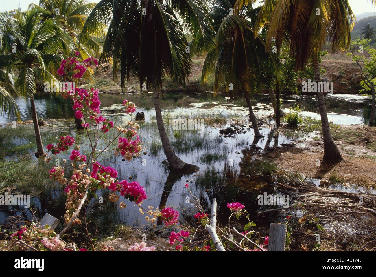 Jamaica the south coast landscapes at Gut River Stock Photo - Alamy