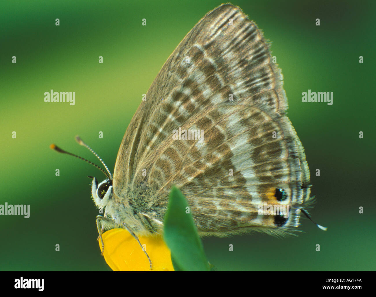Monarch butterfly antennas hi-res stock photography and images - Alamy