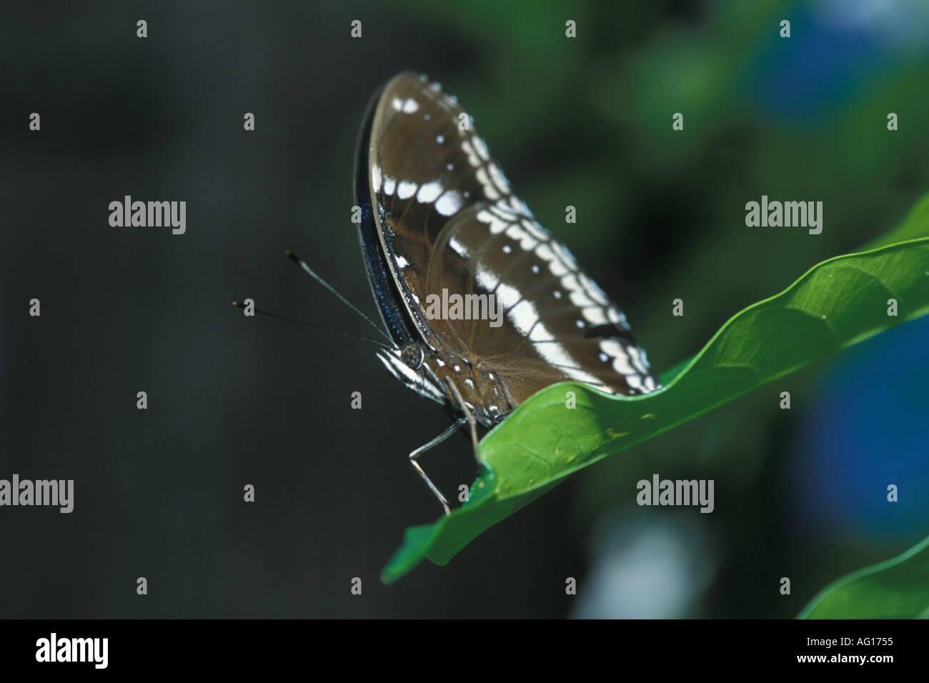 Common Indian Crow Common crow Euploea core Nymphalidae adult Stock ...