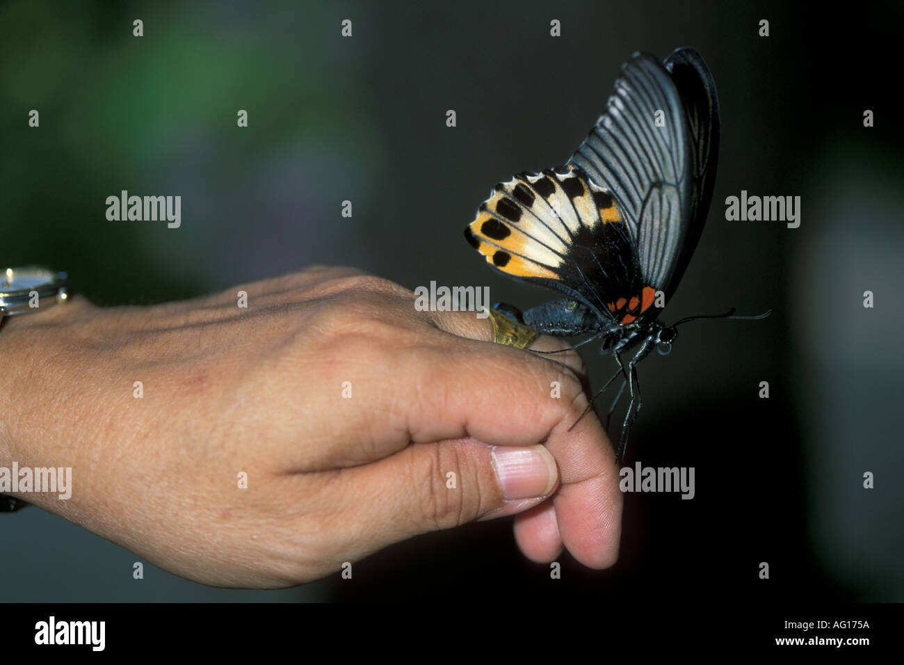 Butterfly on hand Stock Photo - Alamy