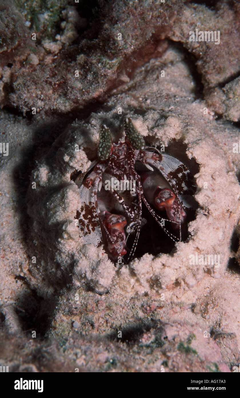 Shrimp in crab claws underwater hi-res stock photography and images - Alamy