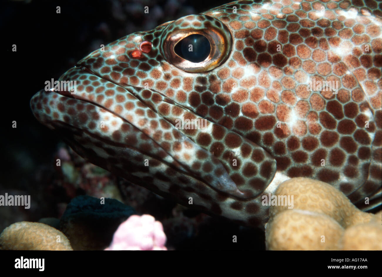 Hexagon Grouper French Polynesia Stock Photo - Alamy