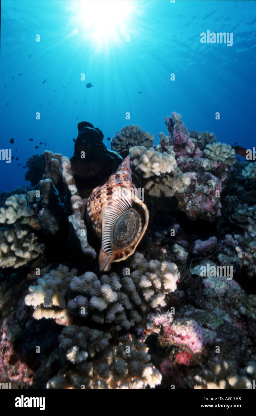 Hunter cone hi-res stock photography and images - Alamy