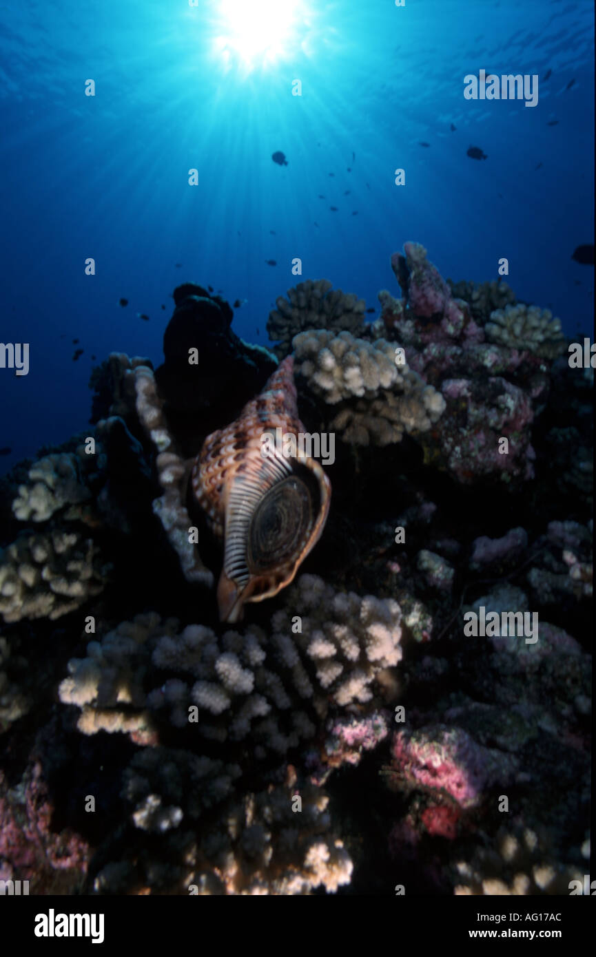 Titan Cone Shell French Polynesia Stock Photo - Alamy