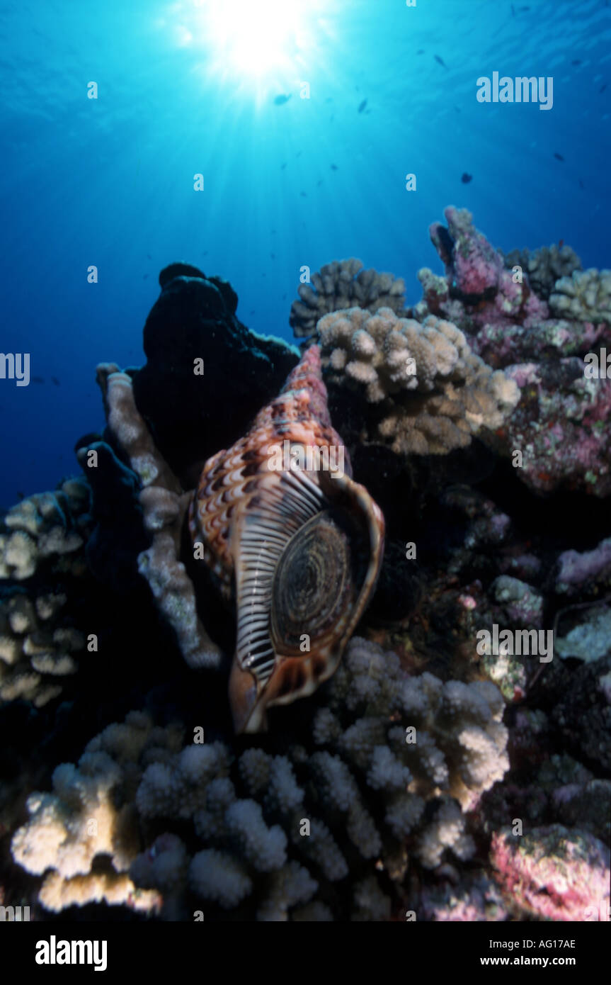 Hunter cone hi-res stock photography and images - Alamy