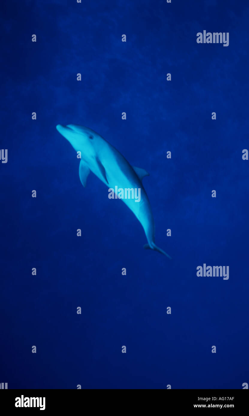 Bottlenose Dolphin French Polynesia Stock Photo - Alamy