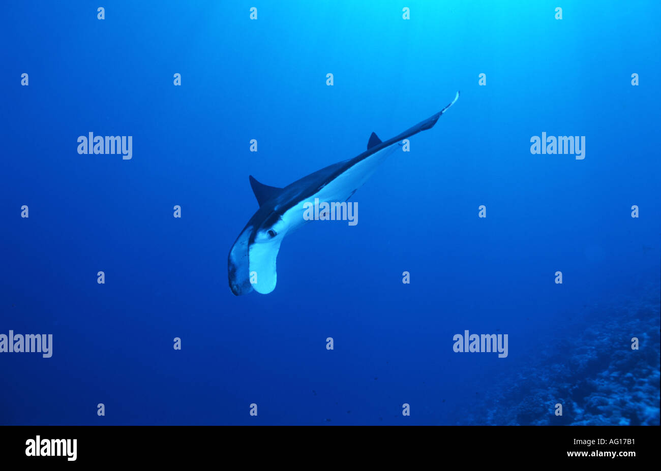 Manta Ray Diving French Polynesia Stock Photo - Alamy