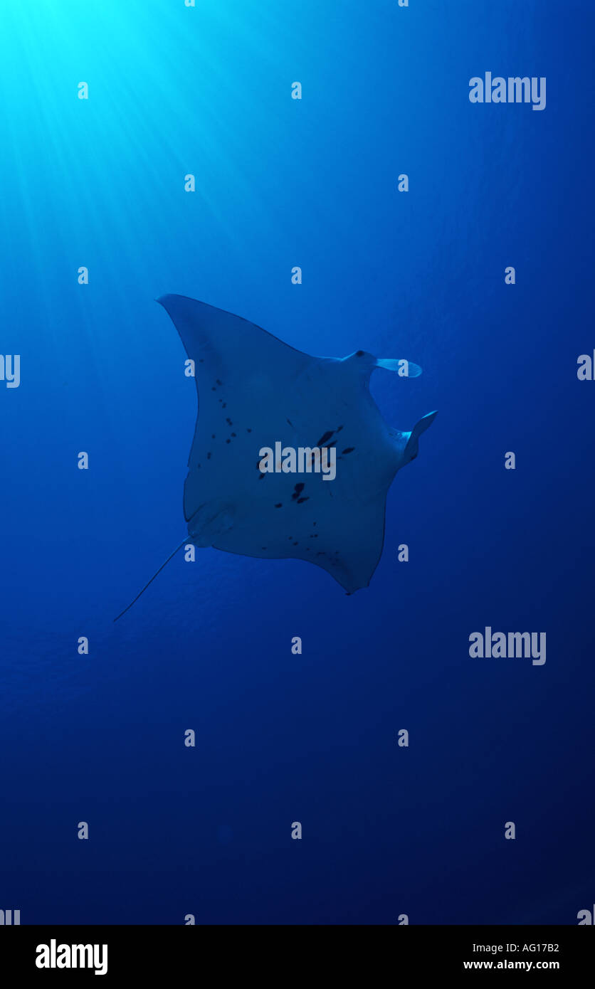Manta Ray Silhouette French Polynesia Stock Photo - Alamy