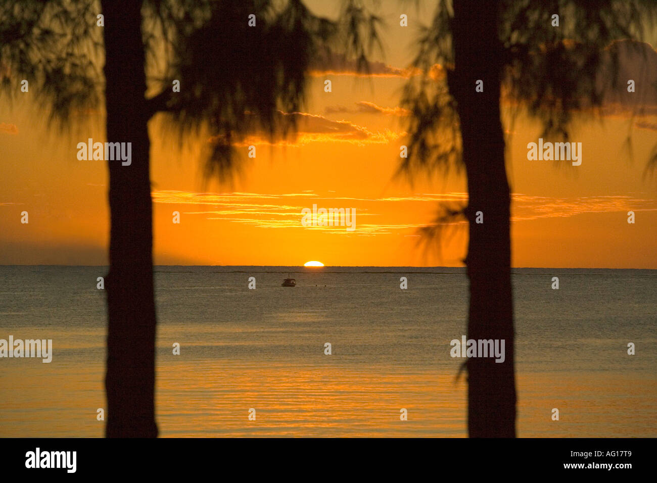 Sunset through trees trees hi-res stock photography and images - Alamy
