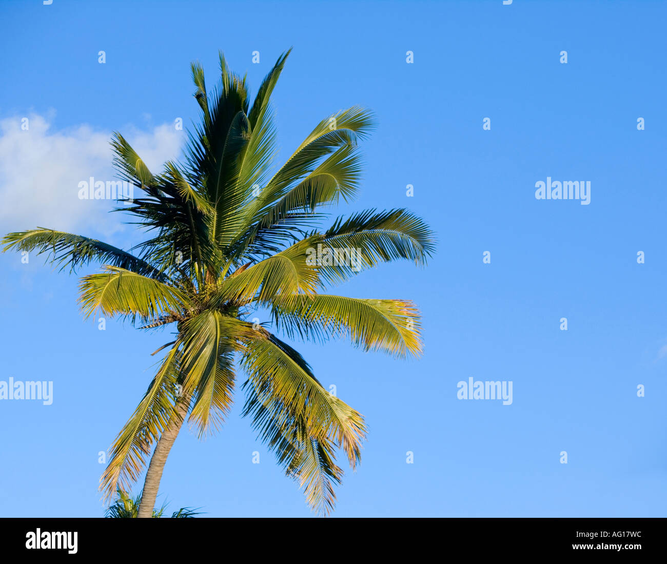 ^Palm-Tree and [^blue ^sky] - "Mauritius Stock Photo - Alamy