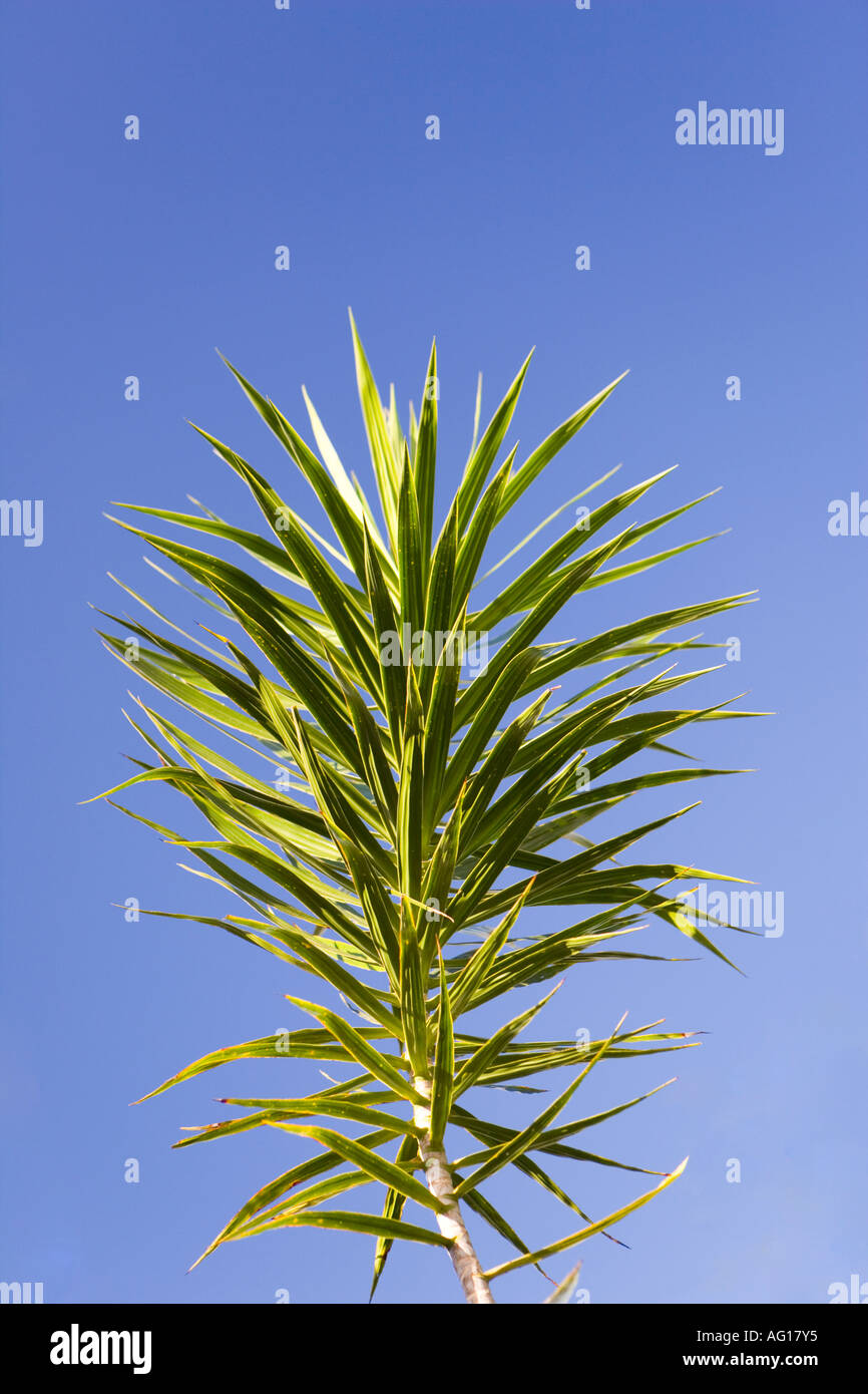 Unknown plant name details to follow hi-res stock photography and ...