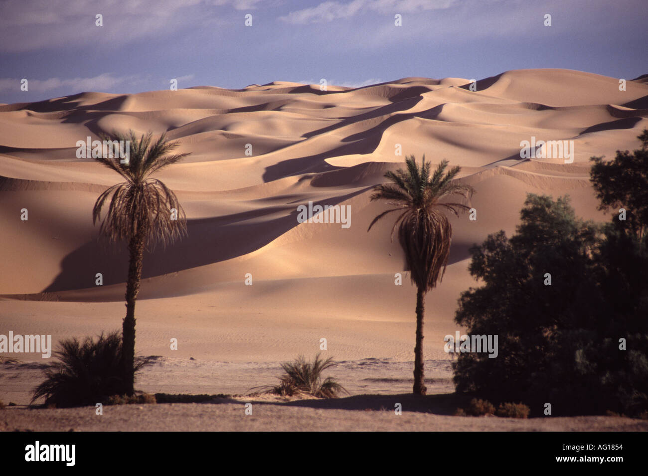 Libya sand dunes and date palm trees near Alfejej Sahara Stock Photo ...