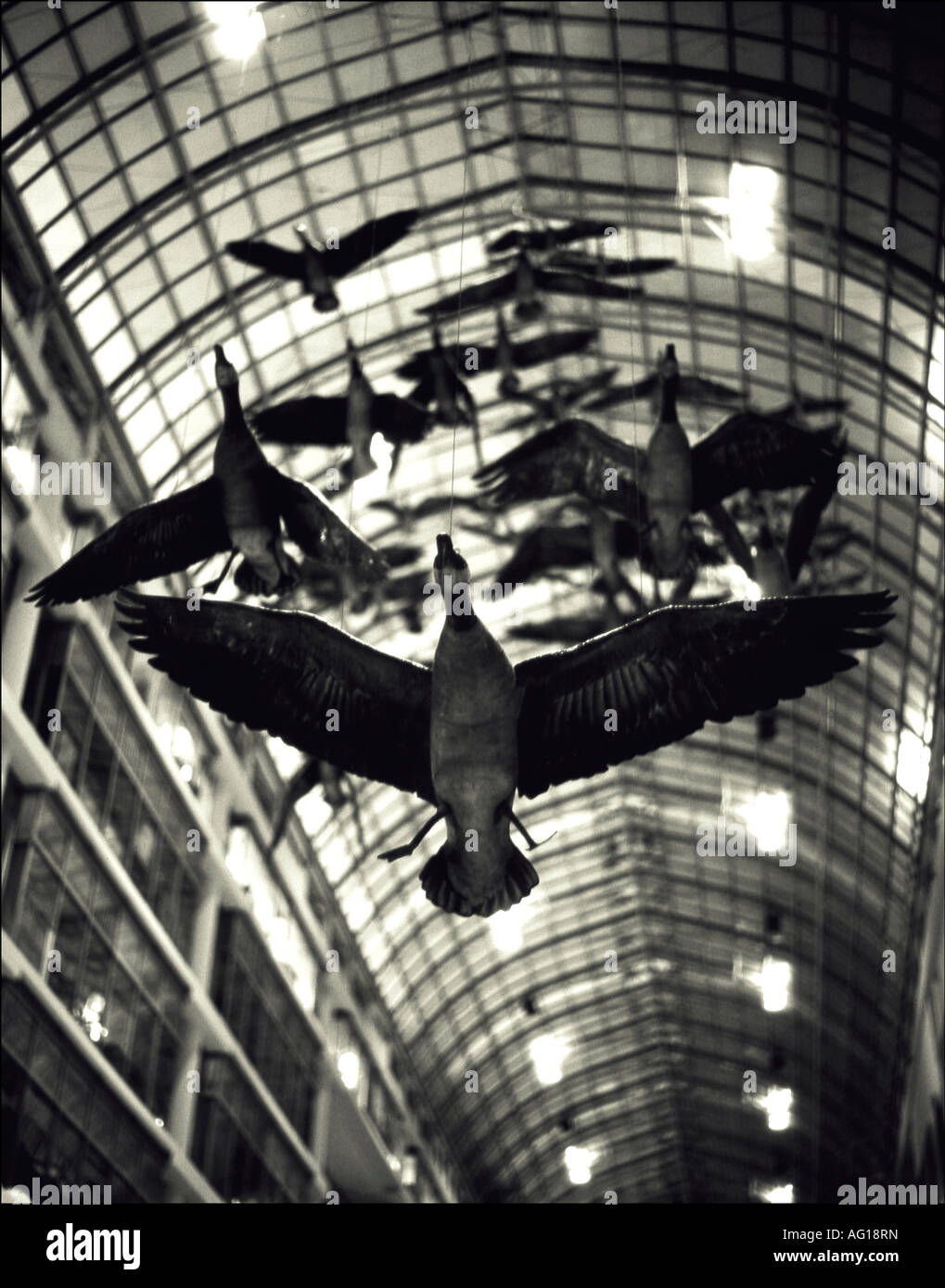 Canadian geese installation in Eaton Centre Toronto Stock Photo - Alamy
