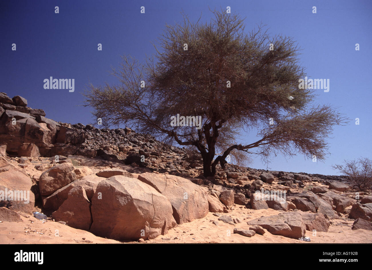 Wado hi-res stock photography and images - Alamy