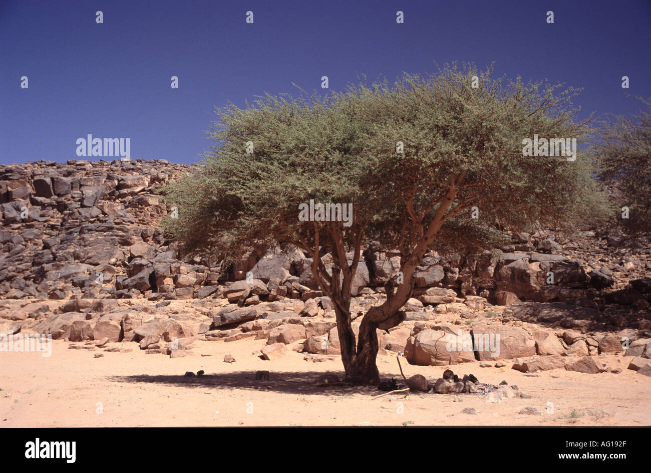 Wado hi-res stock photography and images - Alamy