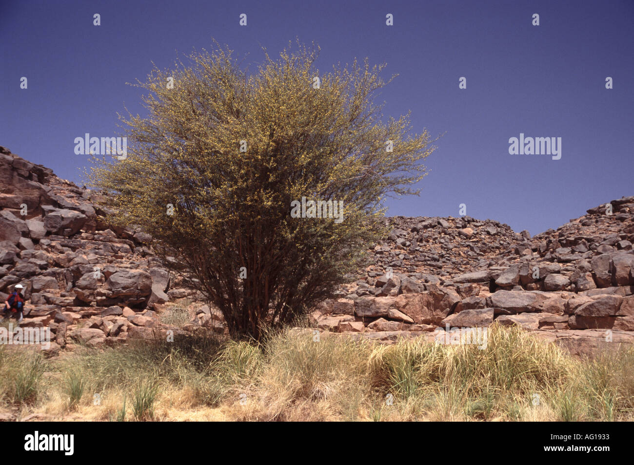 Wado hi-res stock photography and images - Alamy