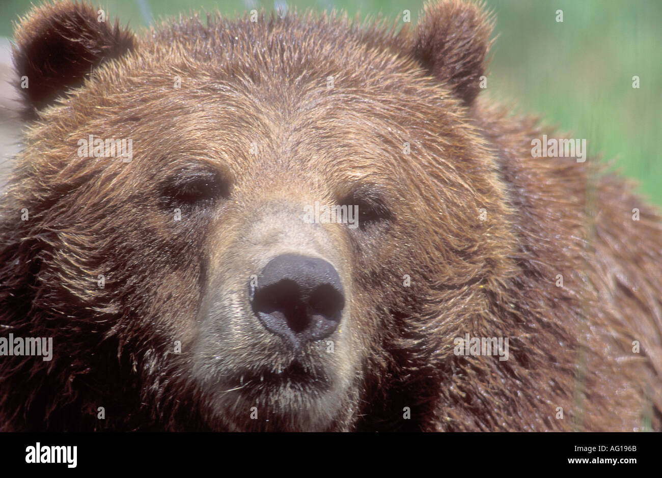 Canadian Grizzly Bear in Banff National Park Banff Alberta Canada Ursus ...
