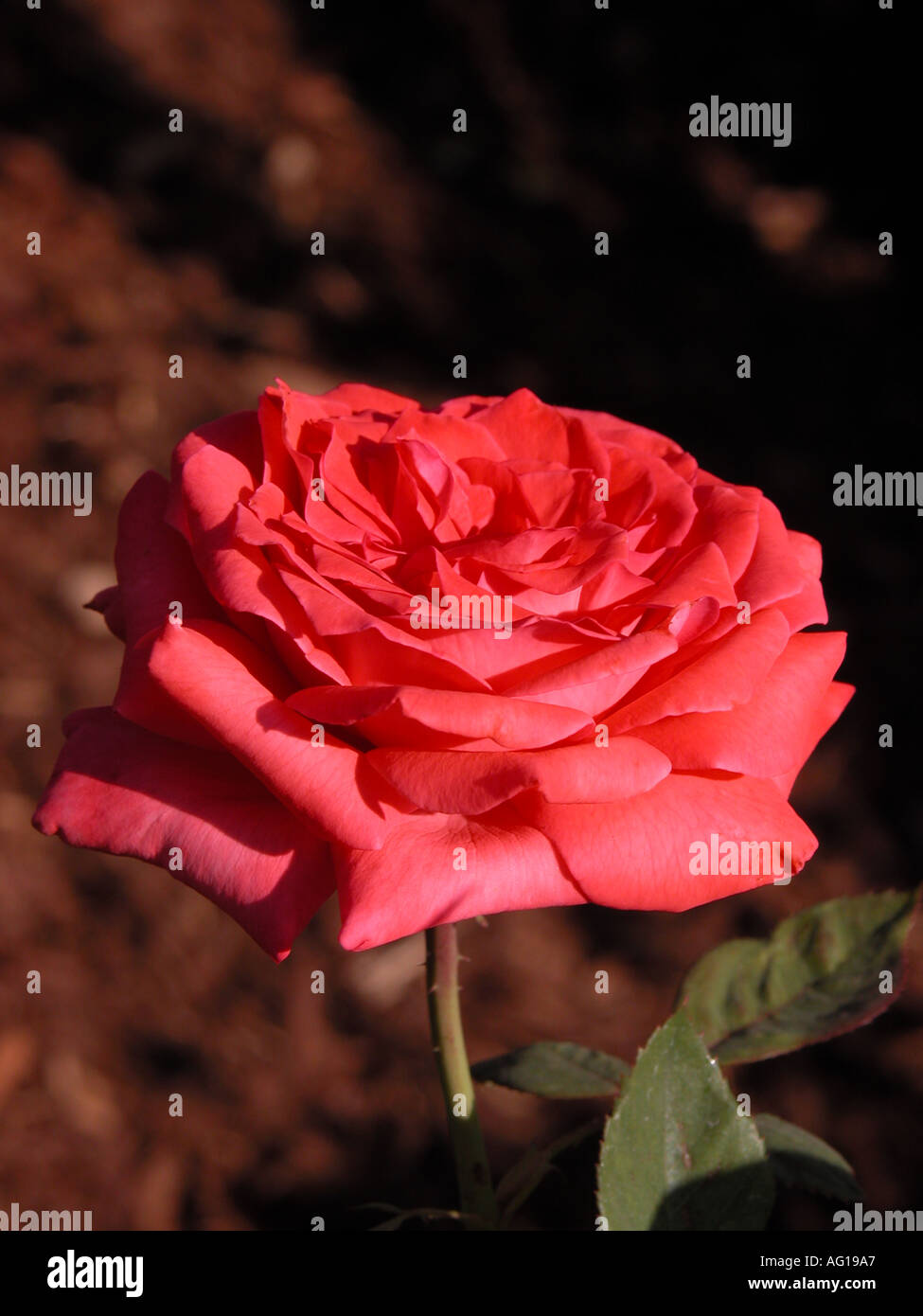 Key Largo rose Stock Photo - Alamy