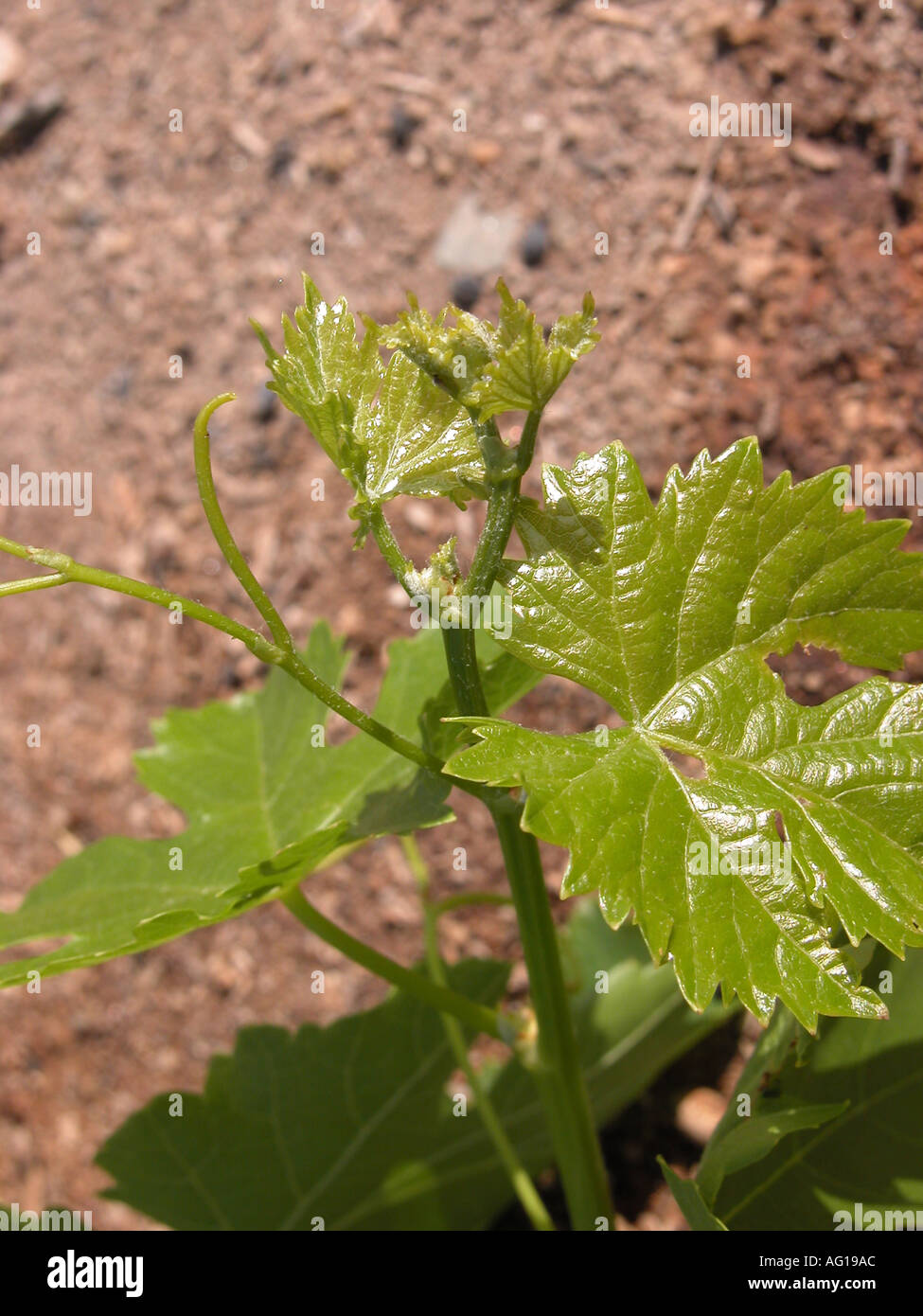 Grapevine tendrils hi-res stock photography and images - Alamy