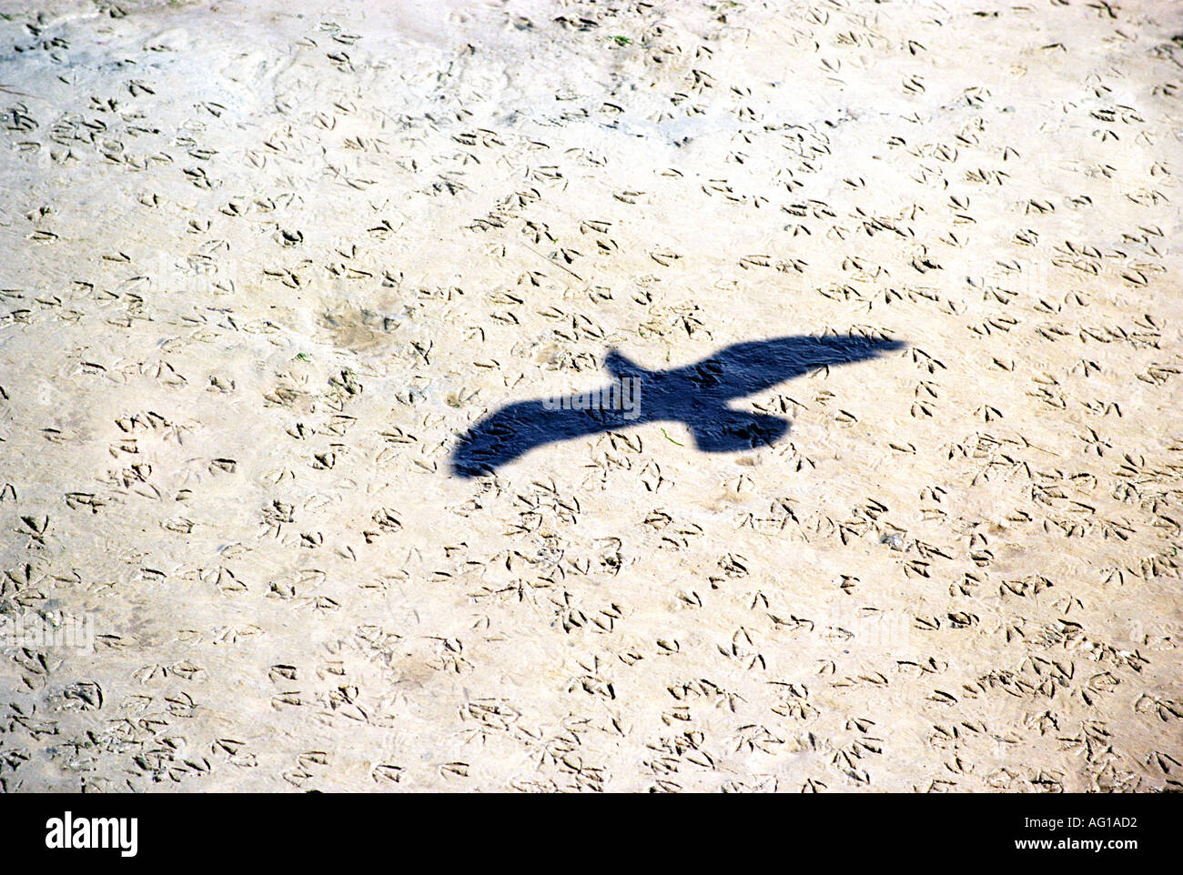 Shadow of a Seagull over sand covered in prints of birds feet Stock ...