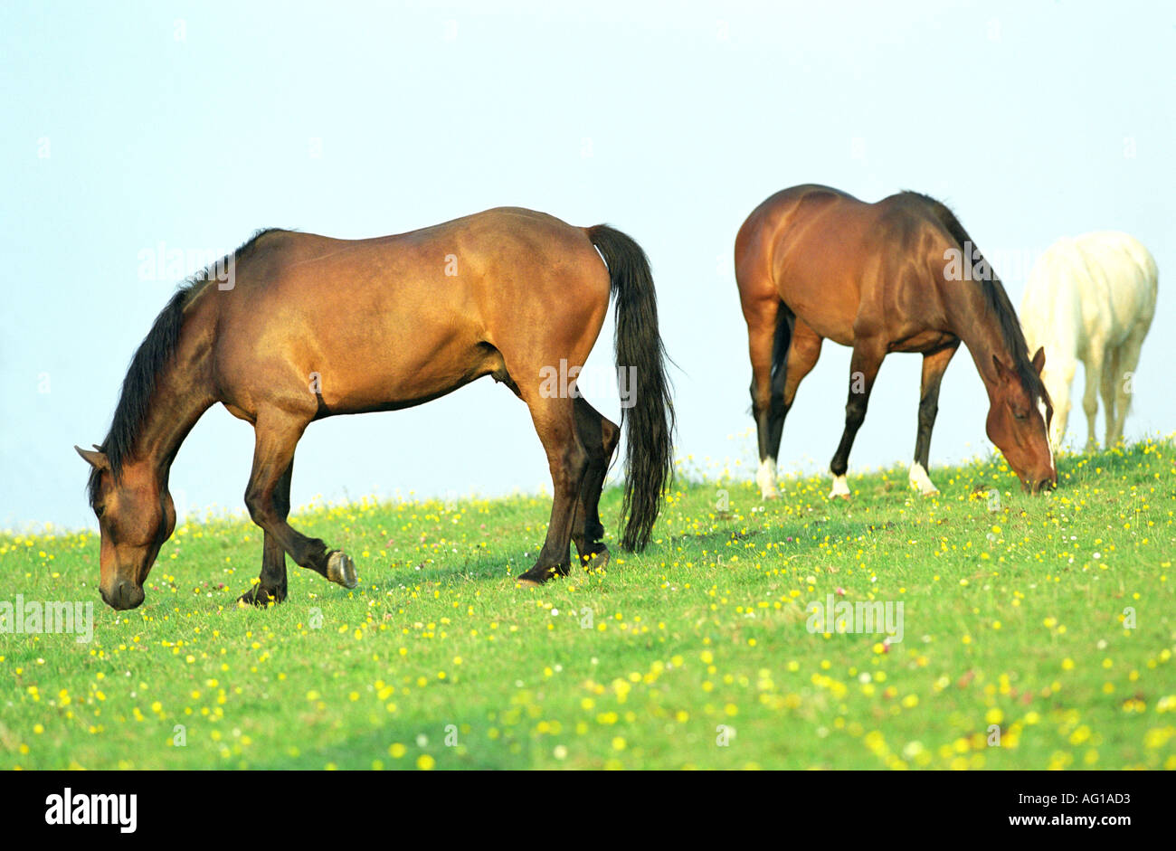 Horses grazing pretty flowers hi-res stock photography and images - Alamy