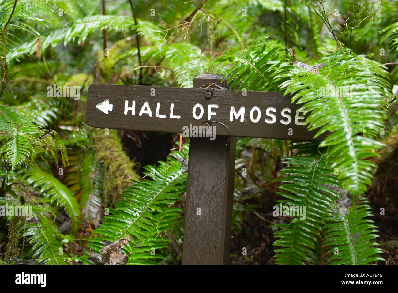 WASHINGTON Olympic National Park Hall of Mosses sign draped with ferns ...