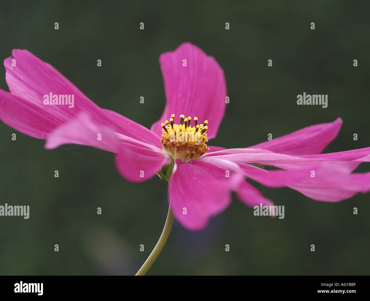 Ateraceae hi-res stock photography and images - Alamy