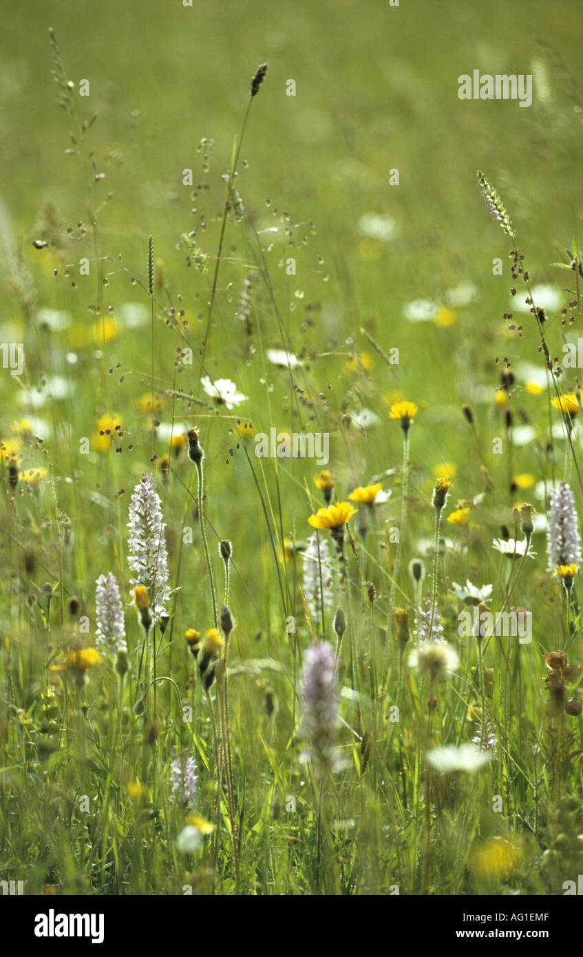Traditional hay meadow Draycote Meadows, Warwickshire, England, UK ...