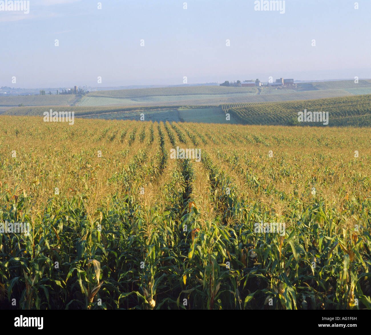 Iowa corn fields hi-res stock photography and images - Alamy