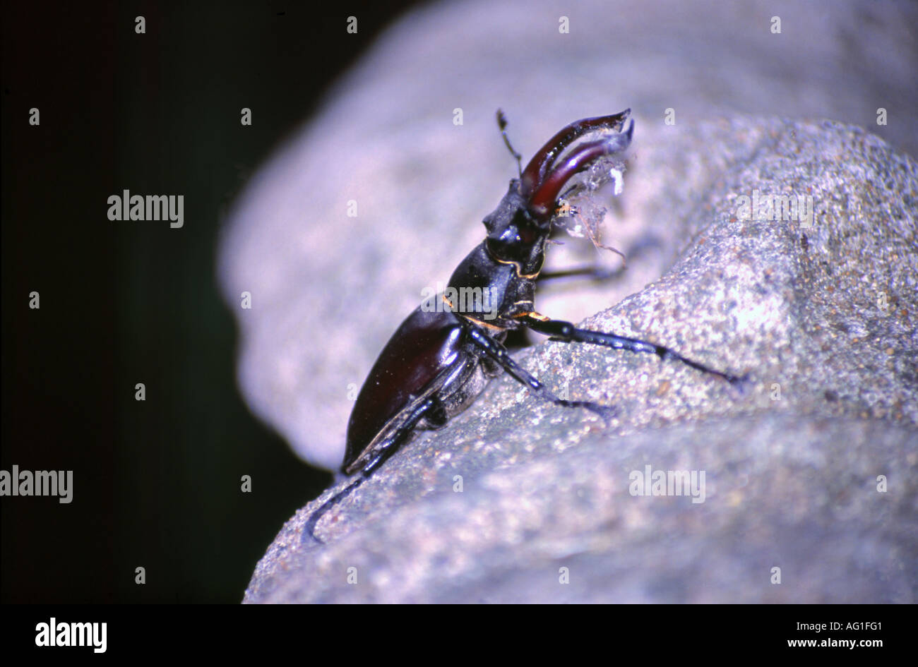 Shiny stag beetle hi-res stock photography and images - Alamy