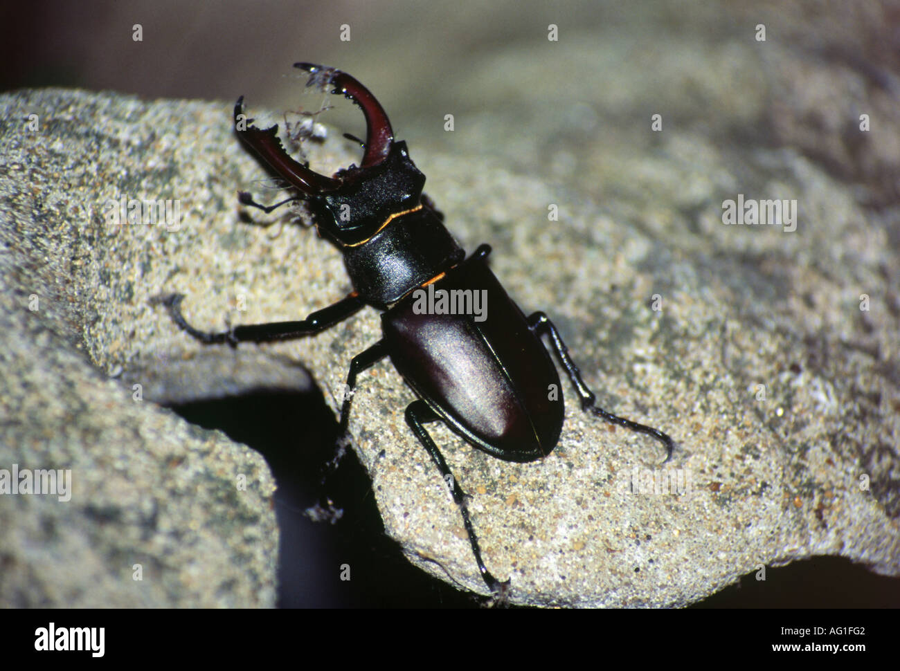 Stag beetle close up hi-res stock photography and images - Alamy