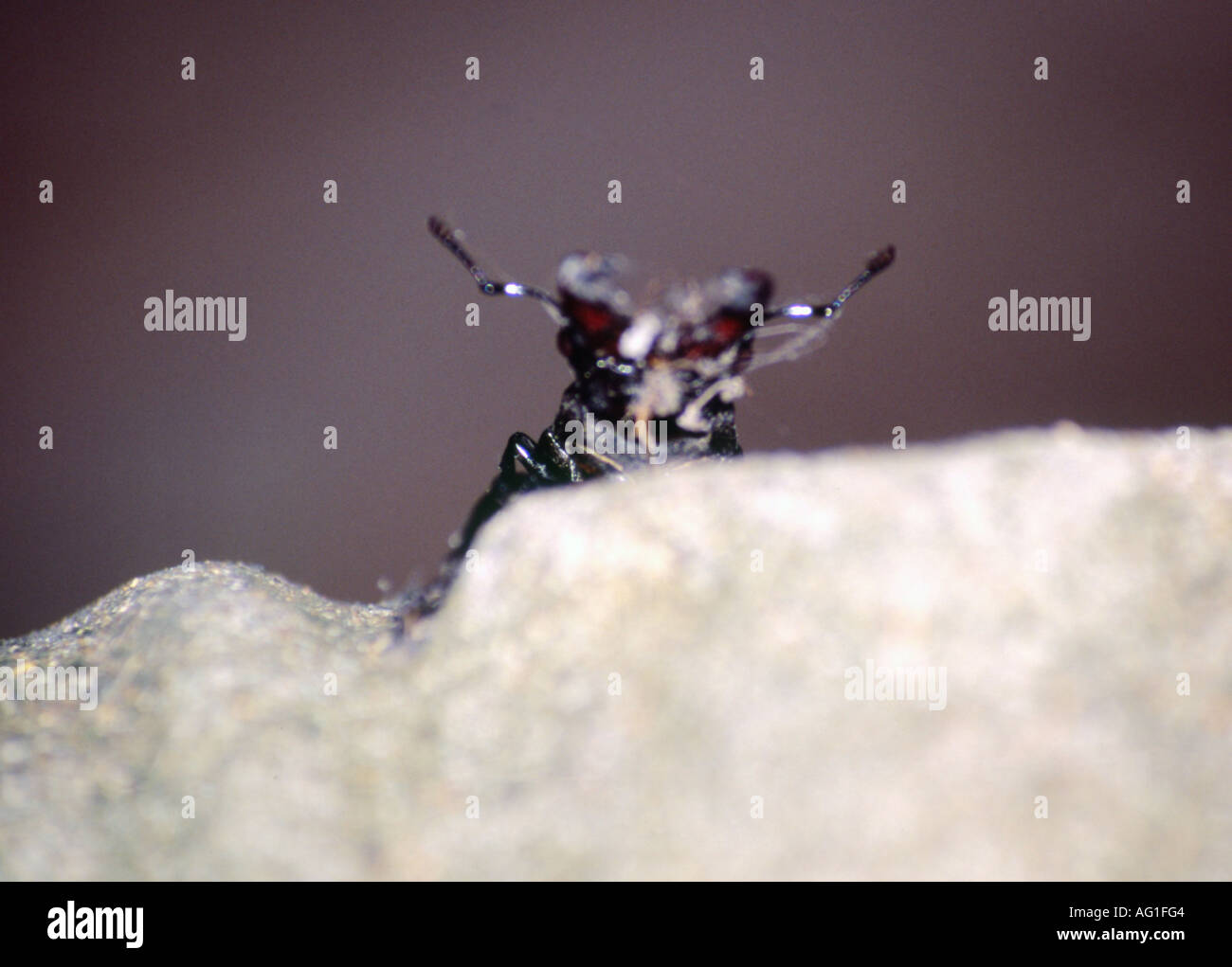 Stag beetle showing eyes Stock Photo - Alamy