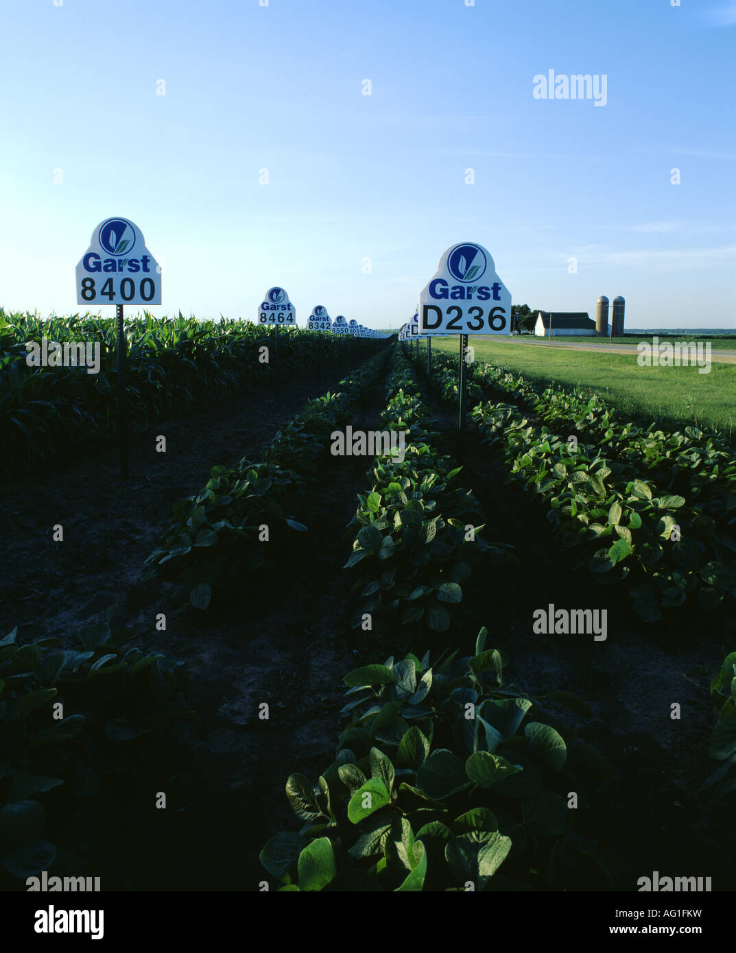 SOYBEAN TEST PLOT GARST SEED COMPANY ILLINOIS Stock Photo - Alamy