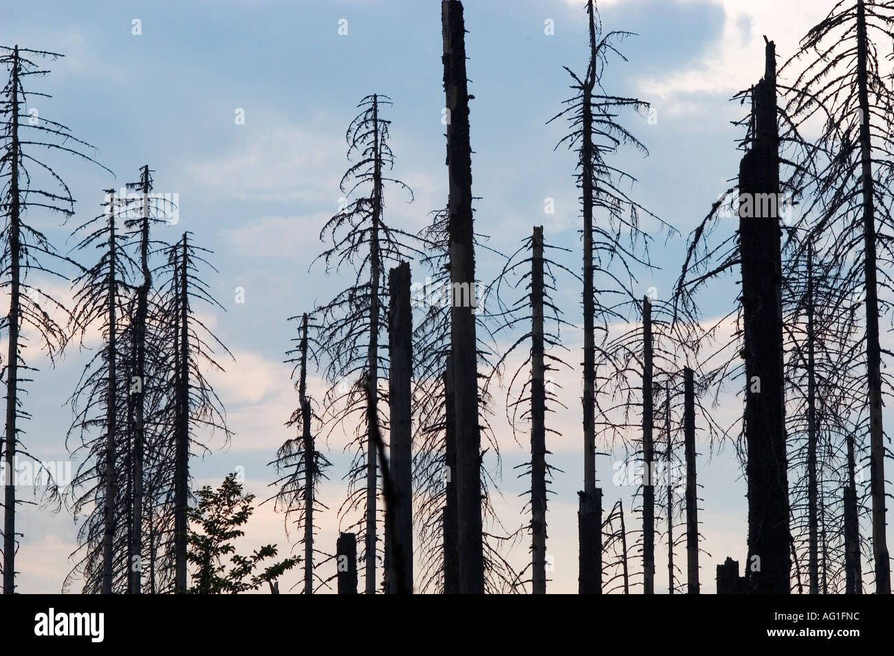 Dead trees tree death hi-res stock photography and images - Alamy