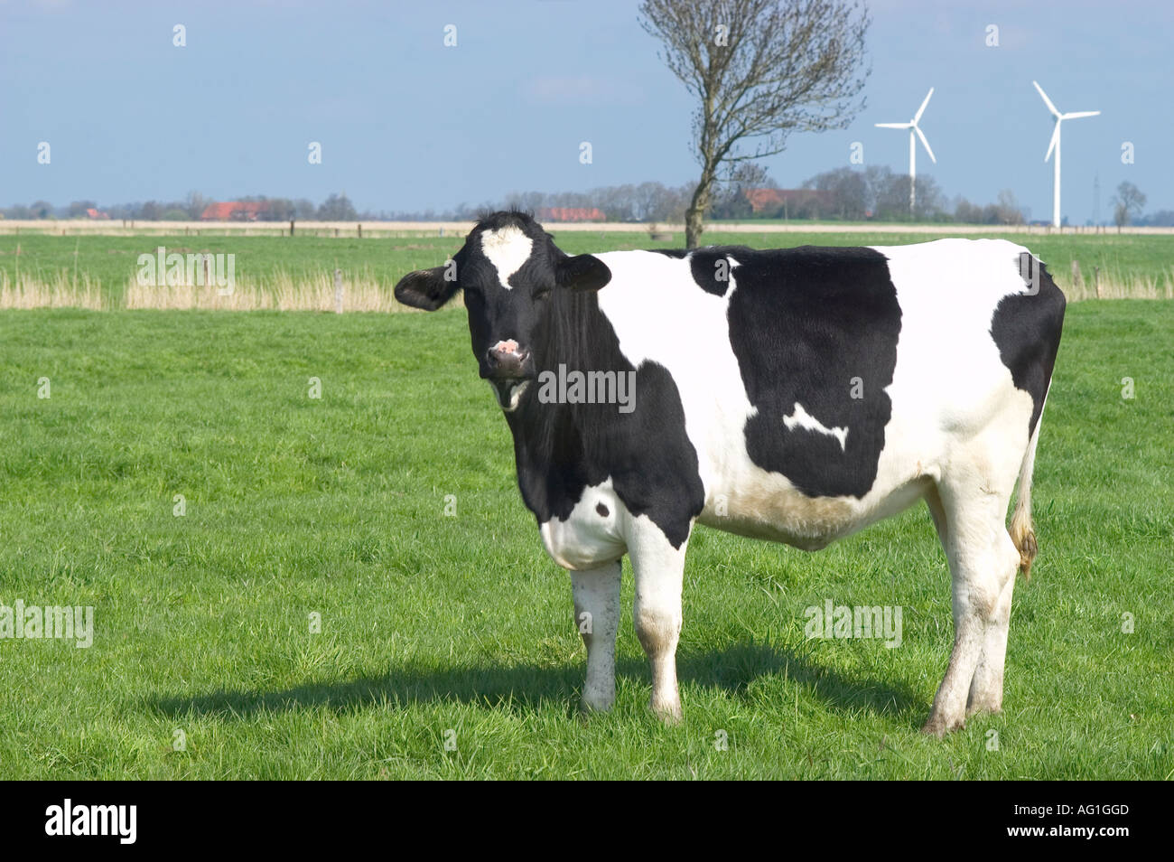 Black and white Holstein cow Stock Photo - Alamy