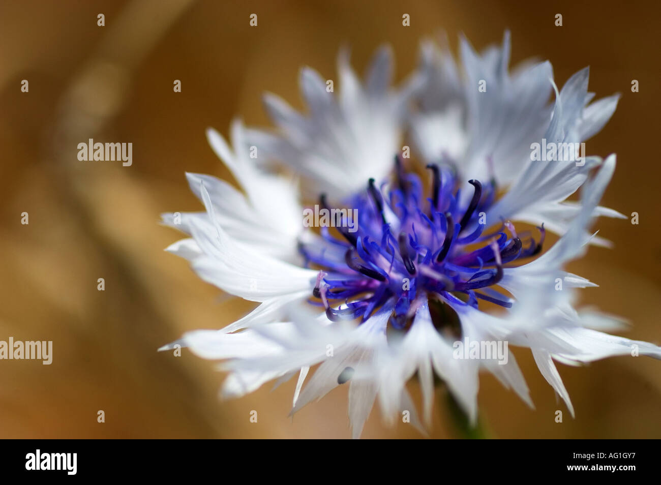 Detail of corn flower hi-res stock photography and images - Alamy