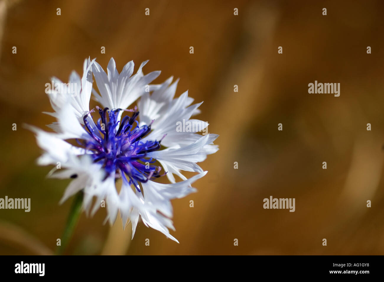 Detail of corn flower hi-res stock photography and images - Alamy