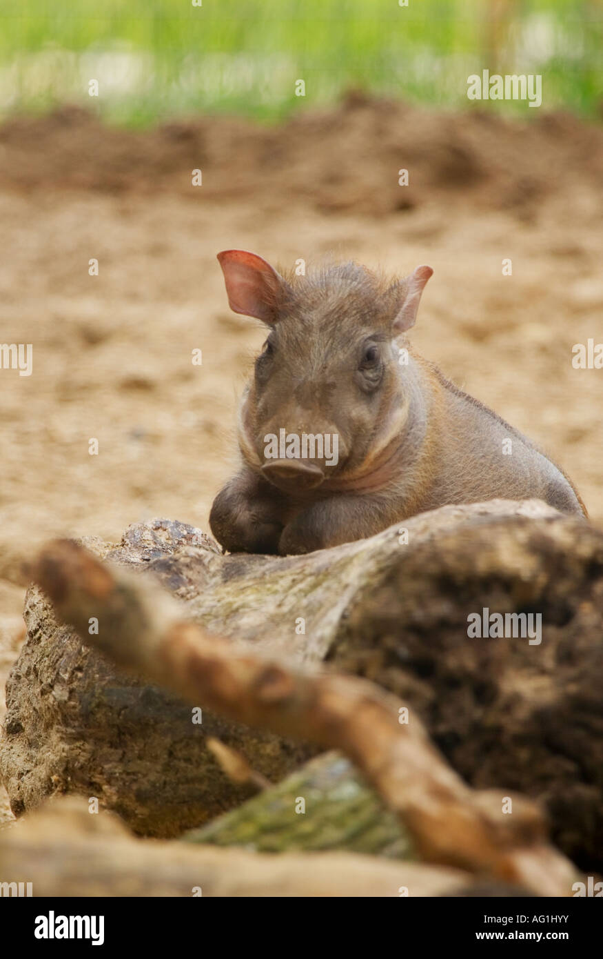 Baby warthog hi-res stock photography and images - Alamy