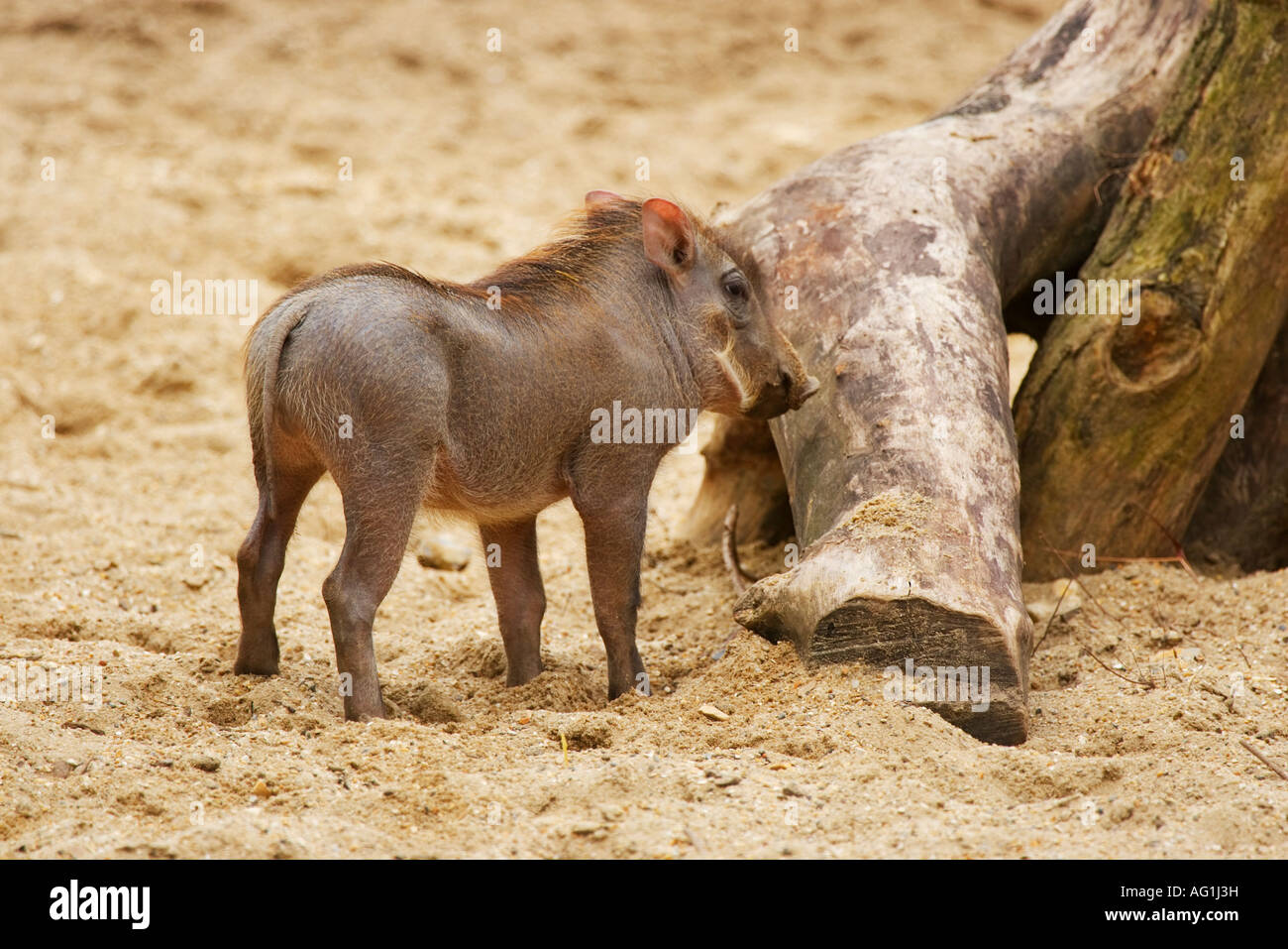 Baby warthog hi-res stock photography and images - Alamy