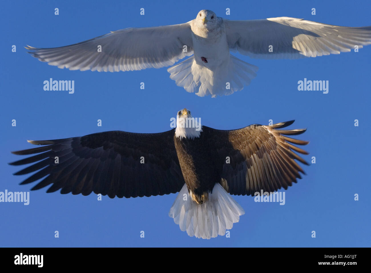 Bald Eagle and seagull Alaska US Stock Photo - Alamy