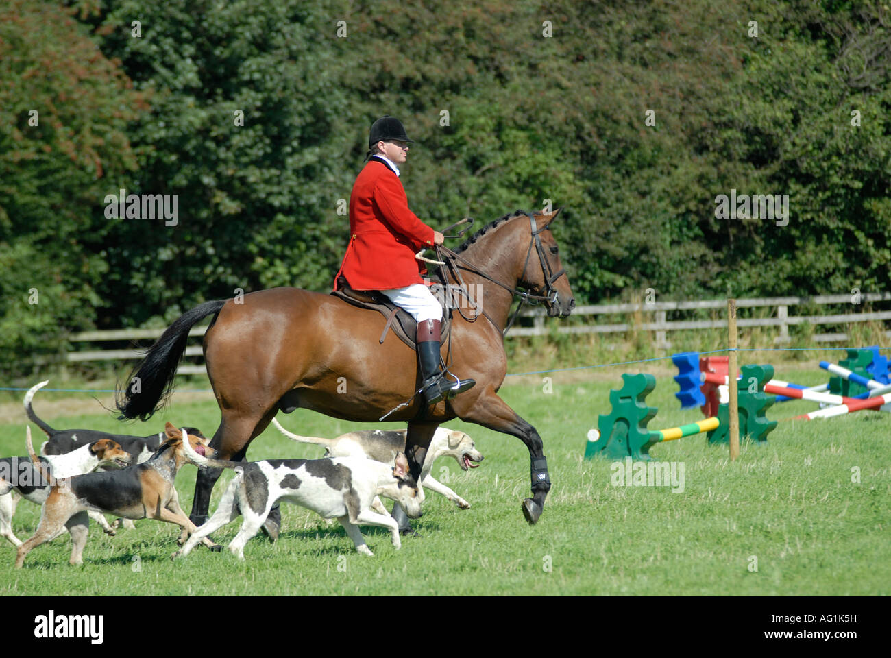 Huntsman with hounds Stock Photo - Alamy
