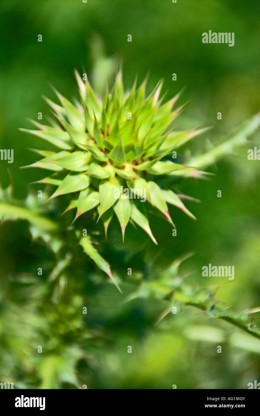 Thorny weed hi-res stock photography and images - Alamy