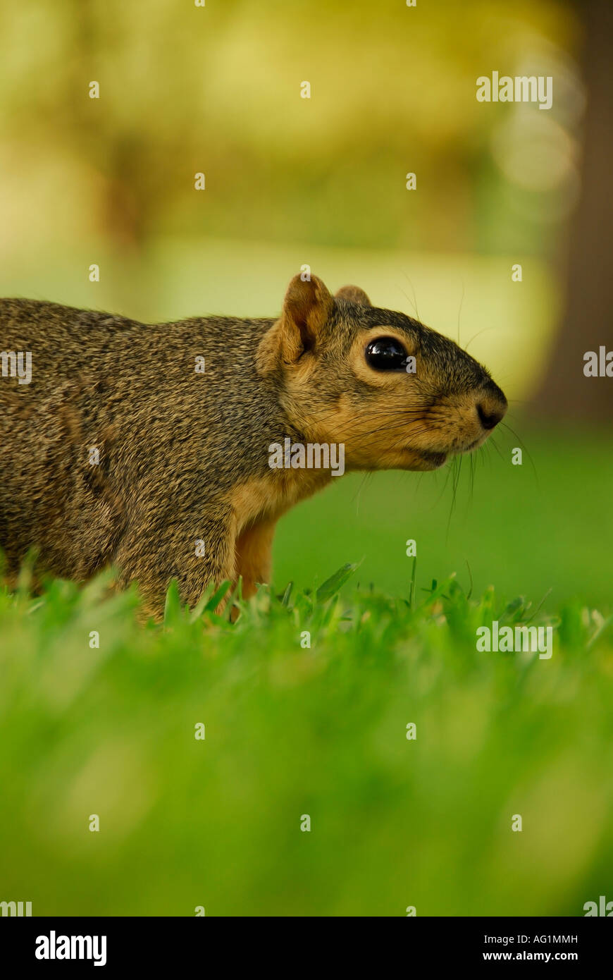 Close up of squirrel head hi-res stock photography and images - Alamy
