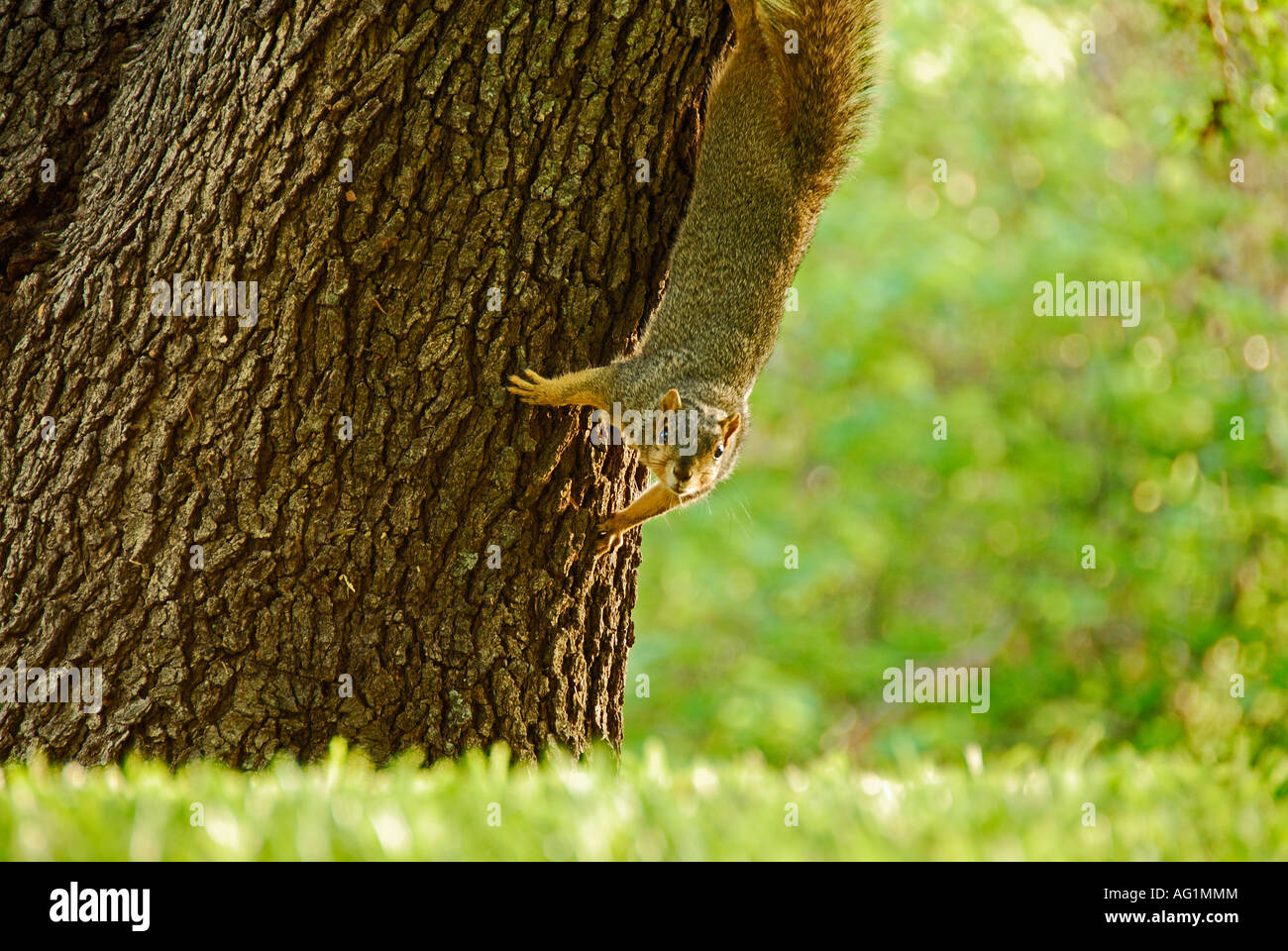 Squirrel on tree hi-res stock photography and images - Alamy